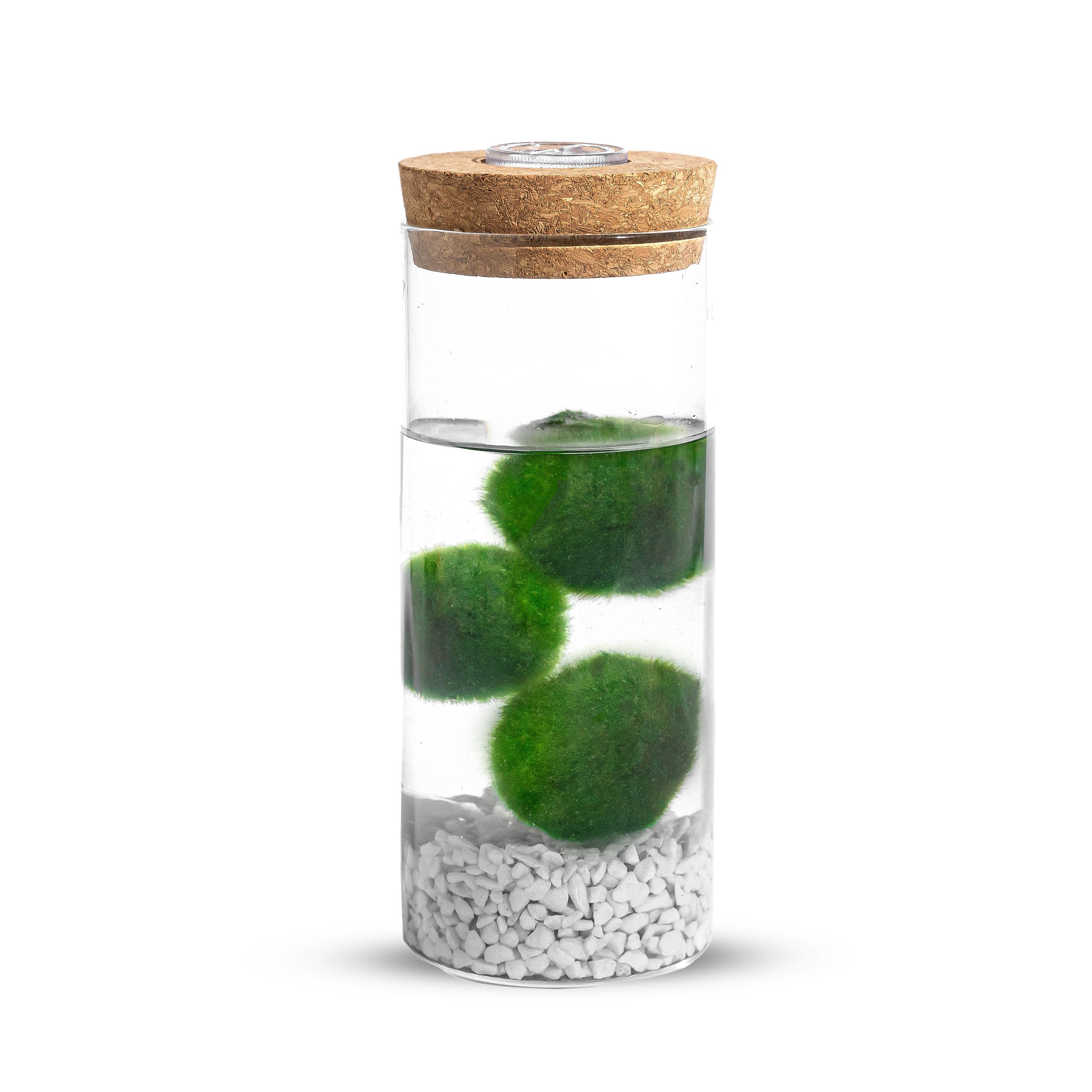 Decorative jar MaxiMOSS – MOSSBALL.SHOP