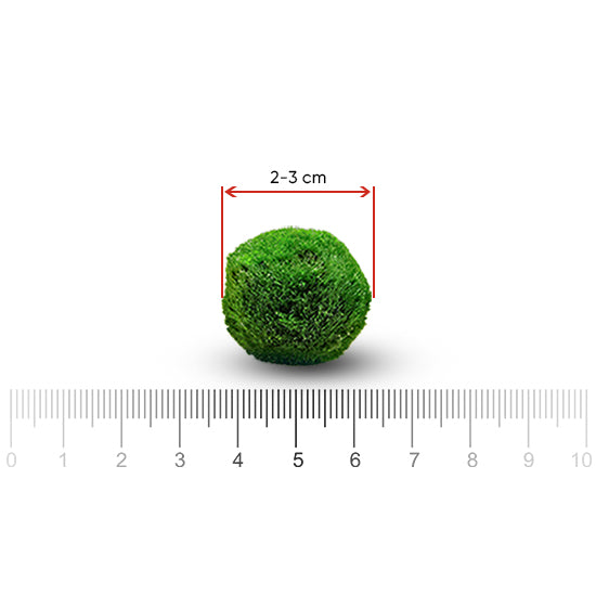 Moss ball 2-3 cm – MOSSBALL.SHOP